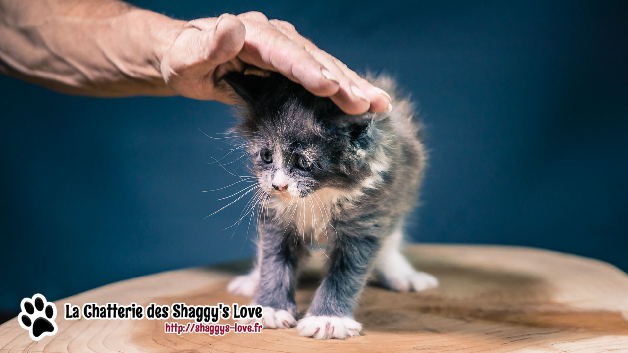 Portée de 4 chatons - Les Shaggy's Love - Chatterie de Maine Coon
